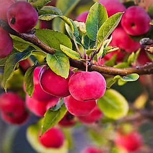 Roselow Crabapple Tree Live Plant 1-2 Feet Tall, Crab Apple Fruits Crabapple Plant Live