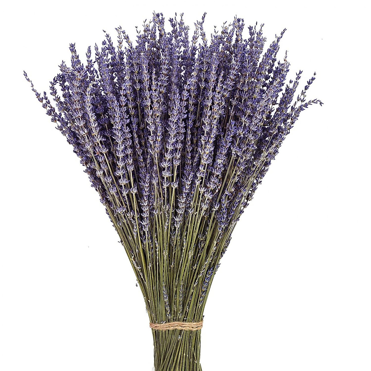 June Fox Dried Lavender Flowers 270-300 Stems 100% Natural Dried Lavender Bunches for Home Decoration, Home Fragrance, Handmade Soap Flower