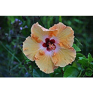 100 pcs Mix Hibiscus Luna Flower Seed Perennial Flower Garden Plant