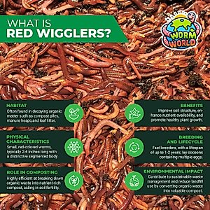 Generic Live RED WIGGLERS Compost Worms, COMPOSTING Bins (120)