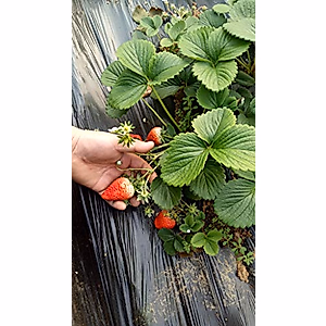 Sweet Red Strawberry Seeds 300pcs for Home Garden Planting