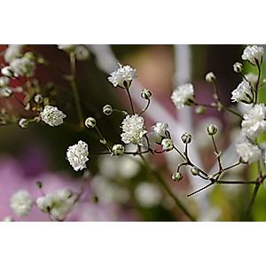 Set of 50 Assorted Flower Seed Packets! Flower Seeds in Bulk - 10+ Varieties Available!