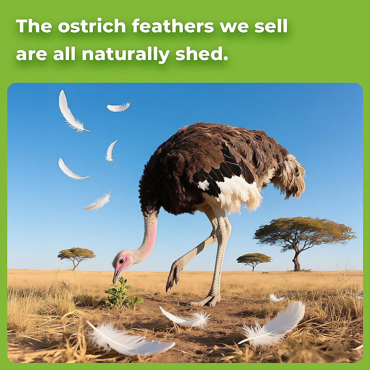 Piokio 20 pcs White Ostrich Feathers Plumes 10-12 inch(25-30 cm) Bulk for DIY Christmas Decorations, Wedding Party Centerpieces, Gatsby Decorations