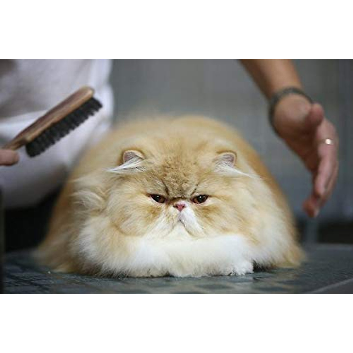 I LOVE MY PETS LLC cat Fur Health - CAT Hair and Coat Health - Healthy Skin - Premium Quality Treats - cat Vitamin b12-3 Bottles (180 Tablets)