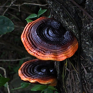 Generic Set of 5 Mushroom Shelf Wall Decor - Outdoor Wall Mounted Small Size Mushroom Rack for Reptile Shelf, Black, mgj-0324