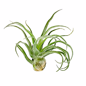 ragnaroc Live Air Plants - Tillandsia Streptophylla Jumbo – 1 count 5-9 inches – Ideal for gifts & presents, live indoor plants & live house-plants – live plants for home décor, 30 Day Guarantee