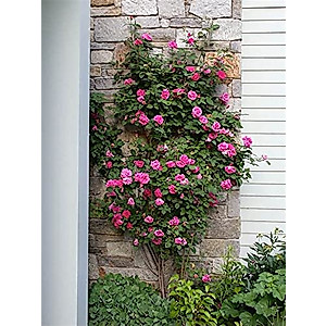 Gro From Climbing Rose Seeds for Planting Outdoors - Rosa Bush Vine Rose Heirloom Flowers Garden 250+ Seeds