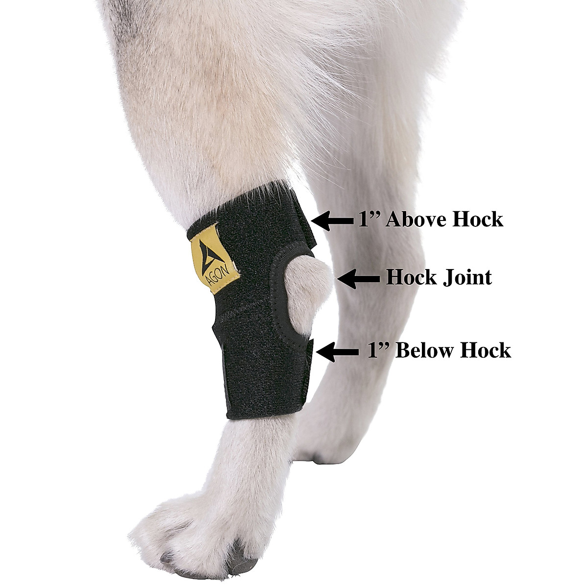 Agon® Dog Leg Braces For Back Leg wrap hock compression protects wounds and helps heal hind legs rear ankle joint, preventing injuries, sprains providing stability for dogs, canines arthritis (Medium)
