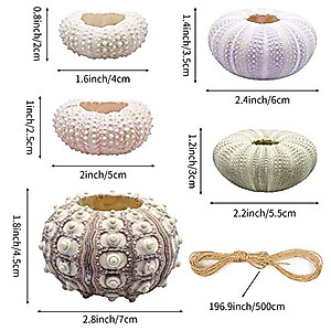 BUDDE 5 Pack Mini Sea Urchin Shell Hanging Pot-Air Plant Holder air Plant Hanging holdercute pots for succulentsin Cute Tillandsia Succulentwith Rustic Ropes