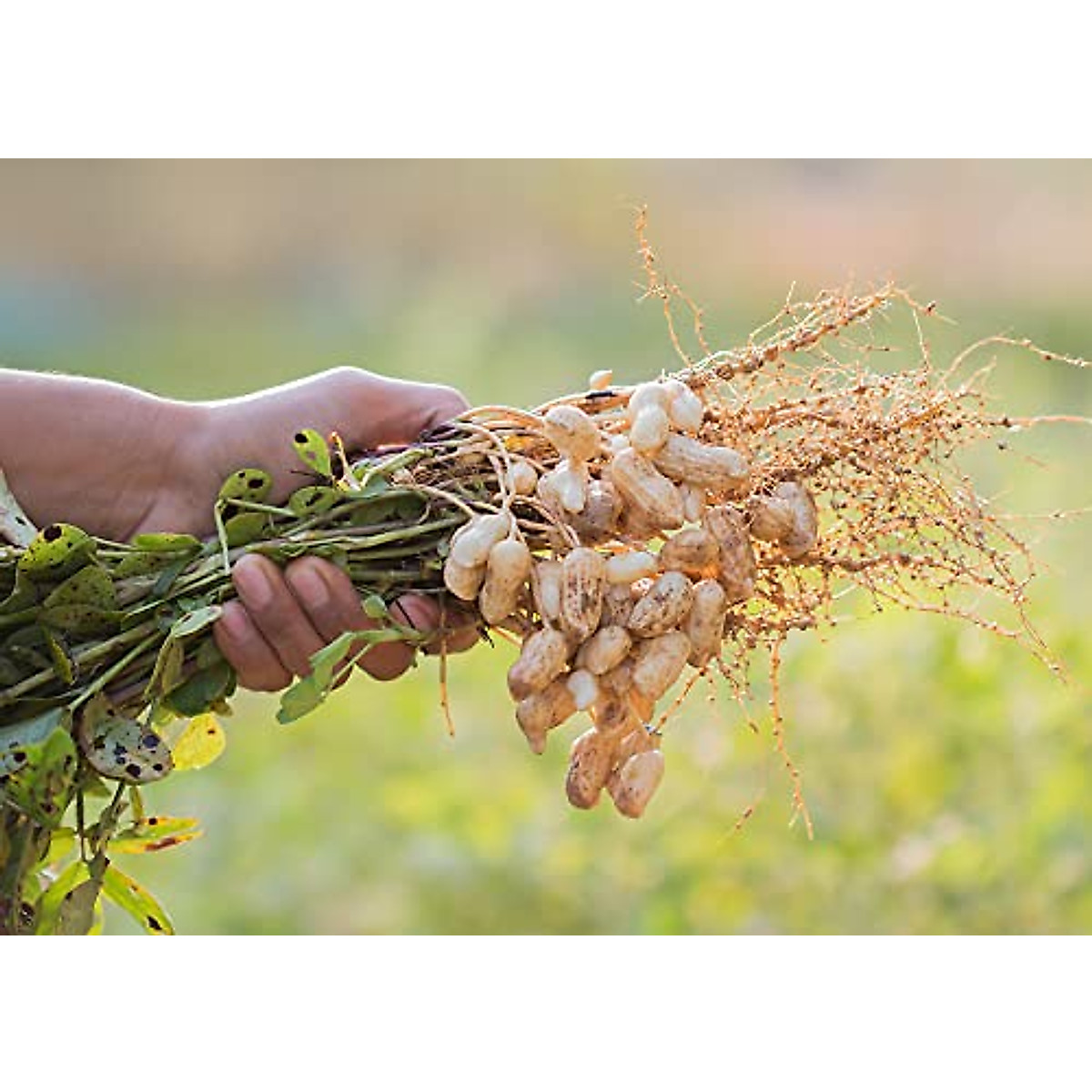 20 Peanut Seeds in The Shell for Planting - Grow Your Own Peanuts - Outdoor Home Gardens | Planting Instructions Included