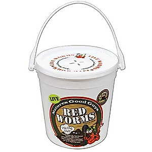 NaturesGoodGuys - Live Red Worms - 300 Red Wigglers