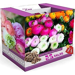 Ranunculus Bulbs for Planting, 25 Mix Ranunculus Corms Bulk Butterfly Ranunculus Flowers Bulbs Peony, Large Size