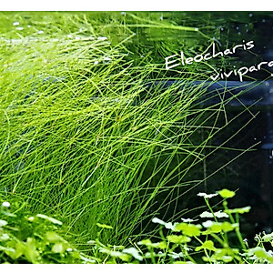 (6 Bundle) Giant Hairgrass | Eleocharis Vivipara Package Freshwater Live Aquarium Plants Background Fish Tank Decoration
