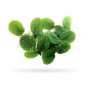 Aquarigram 50+ Leaves Water Spangles (+Mystery Plant) Salvinia Minima Aquarium Floating Plant by Aquarigram