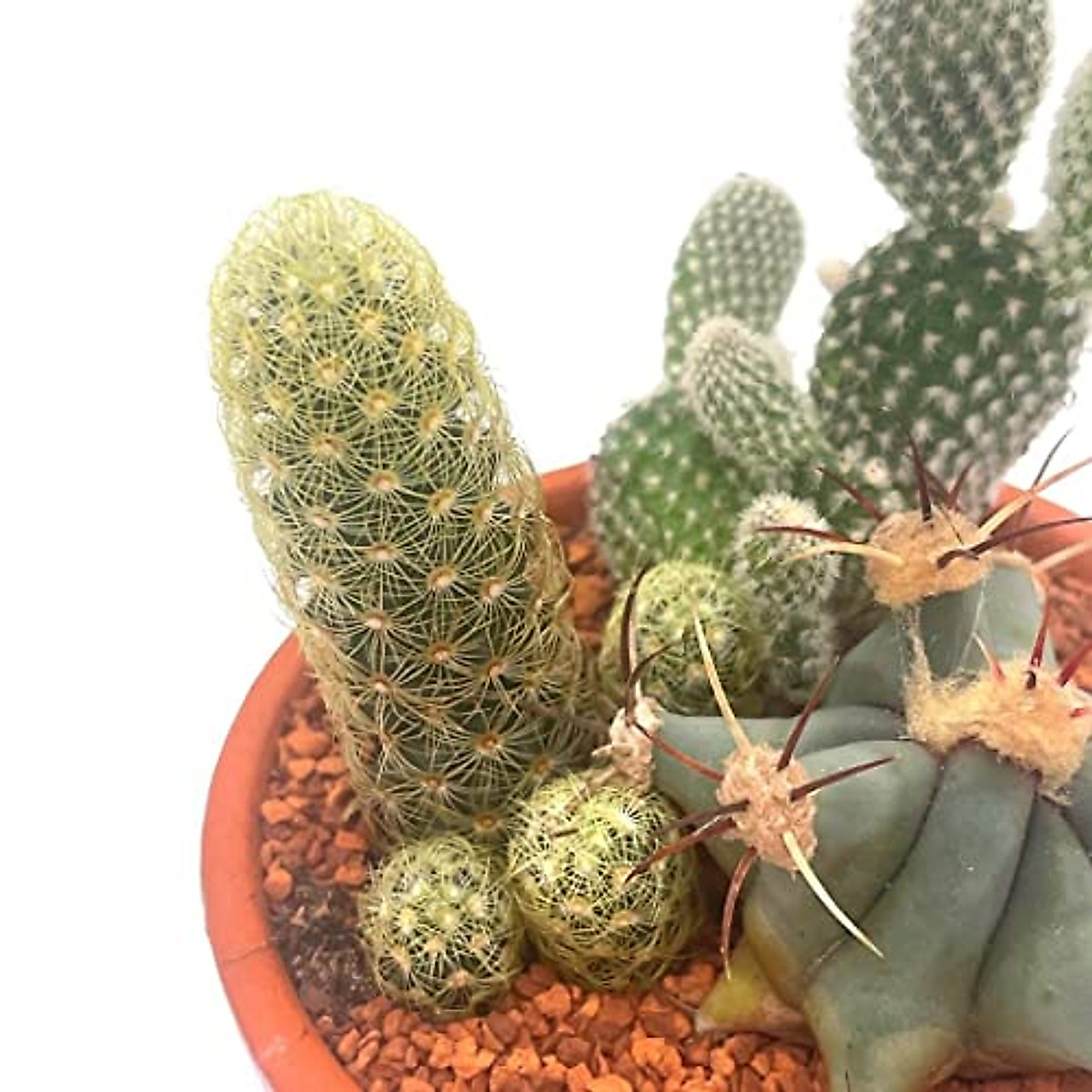 Cactus Garden, 3 Different Cacti in a 4 inch Terracotta Ceramic Pot, Dish Liner, Assorted Cacti, Variety Assortment, House Plant Gift