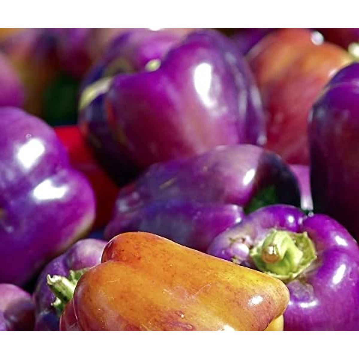 Sweet Lilac Purple Bell Pepper Seeds for Planting, 50+ Heirloom Seeds Per Packet, (Isla's Garden Seeds), Non GMO Seeds, Scientific Name: Capsicum annuum, Great Home Garden Gift