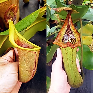CHUXAY GARDEN Mix Nepenthes-Tropical Pitcher Plants,Monkey Cups,Nepenthaceae 400 Seeds Red Blue Green Potted Bonsai Carnivorous Plants Easy to Grow & Maintain