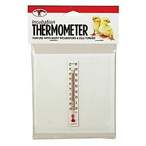 Little Giant® Incubator Thermometer Kit | Temperature Measure for Inside Incubator When Incubating Eggs | Incubation Thermometer | Assembled in USA