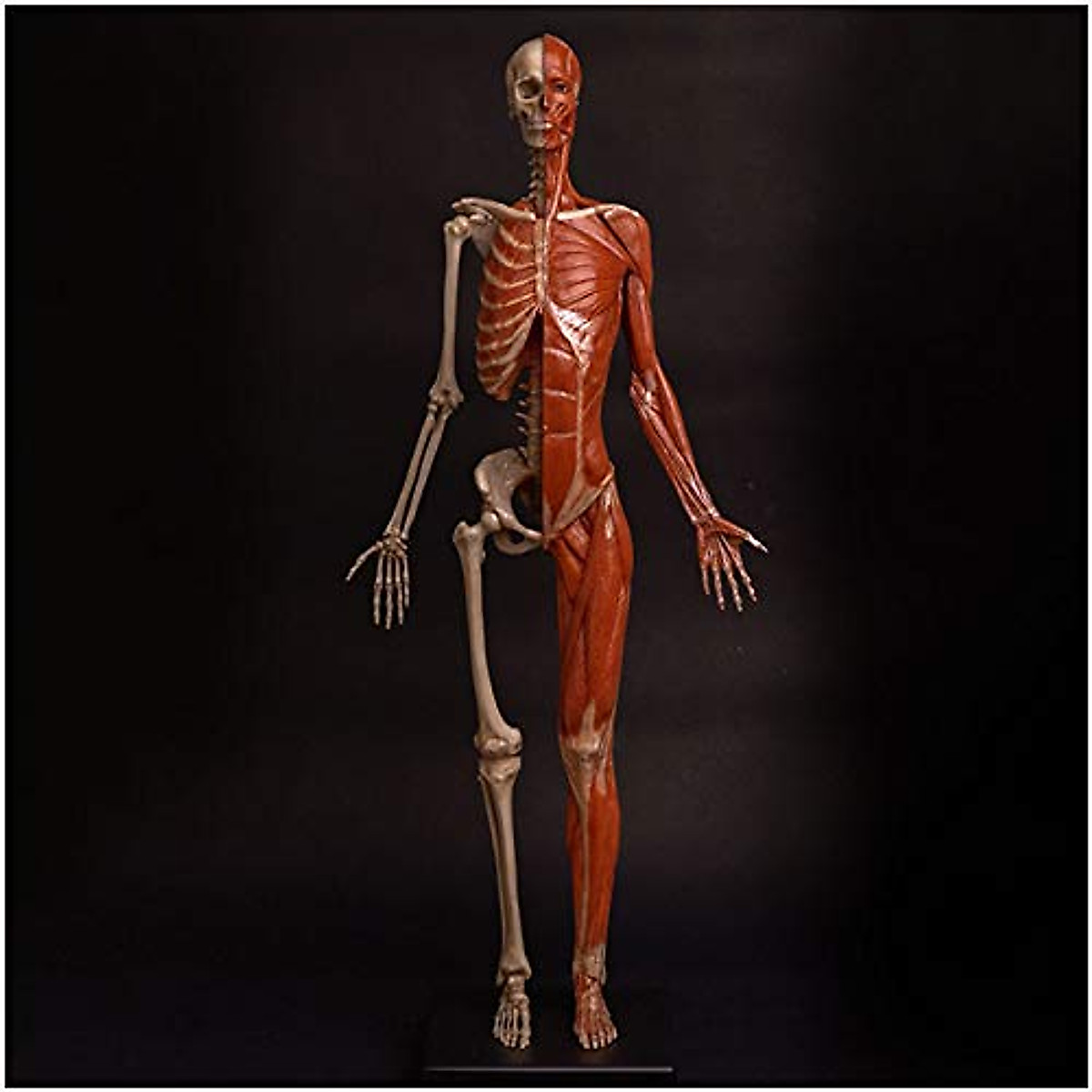 Female Anatomy Figure Painting Model - Medical Anatomical Human Muscle Bone and Skin Model - Human Skull Head Body Muscle Bone Sculpture Model - for Drawing Study