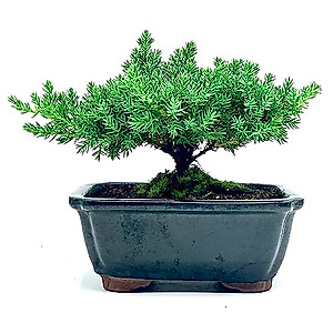 Live Dwarf Juniper Bonsai Tree | Indoor/Outdoor | 100% Handcrafted| Home and Office Décor | Best Gift for Holiday