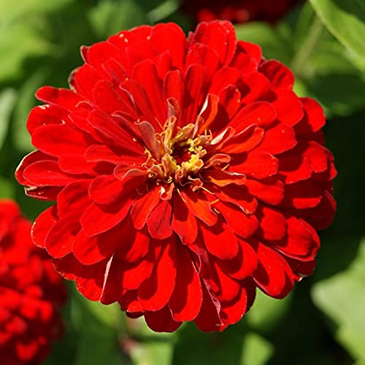 "South of The Border Mix" Zinnia Seeds for Planting, 200+ Flower Seeds Per Packet, (Isla's Garden Seeds), Non GMO & Heirloom Seeds, Botanical Name: Zinnia elegans, Great Home Garden Gift