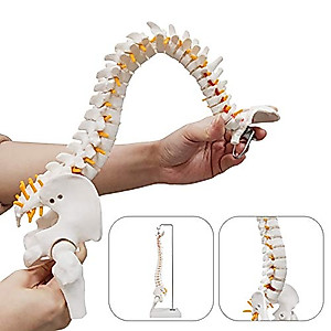 Ultrassist Miniature Human Spine Model, 15.5" Mini Flexible Bendable Spinal Cord with Herniated Disk, Nerves, Arteries, Pelvis and Femur Stumps, for Medical Students and Chiropractors, Includes Stand