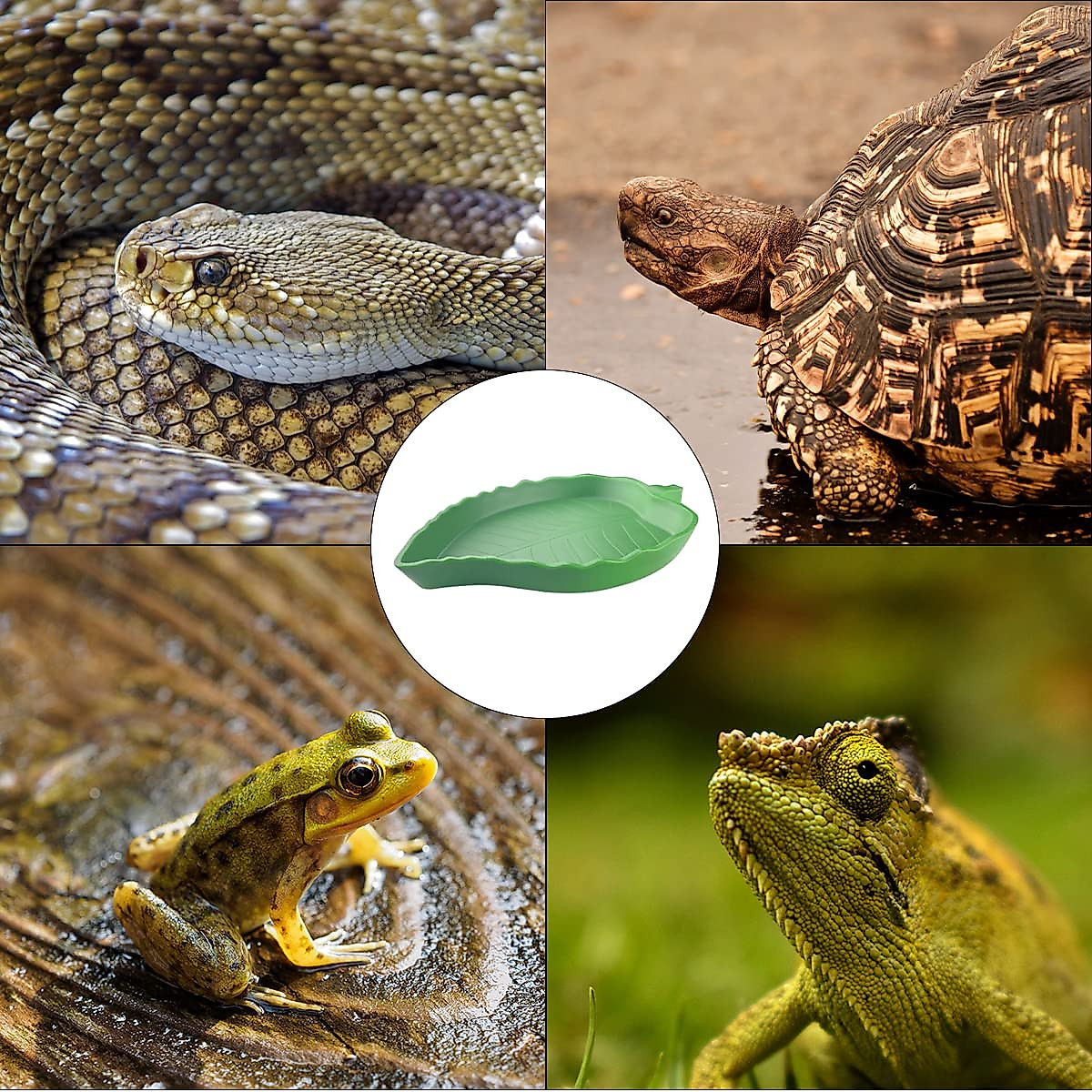 3 PCS Tortoise Food Dish with Ramp and Tortoise Water Bowl,Gray Reptile Water Bowl,Reptile Water Dish Amphibians Habitat,Reptile Water Bowl for Turtles,Horned Frogs and Lizards