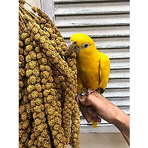 Nemeth Farms Worlds Freshest Sun-Dried Spray Millet Non-GMO and Pesticide Free (No Stems Only Edible Tops) Healthy Bird Treat and Supplement for All Pet Birds Keets Cockatiels Finches-1lb