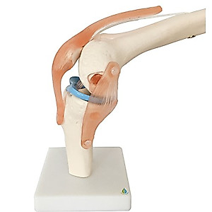 Kouber Anatomical Medical Knee Joint with Ligaments Model,Life Size