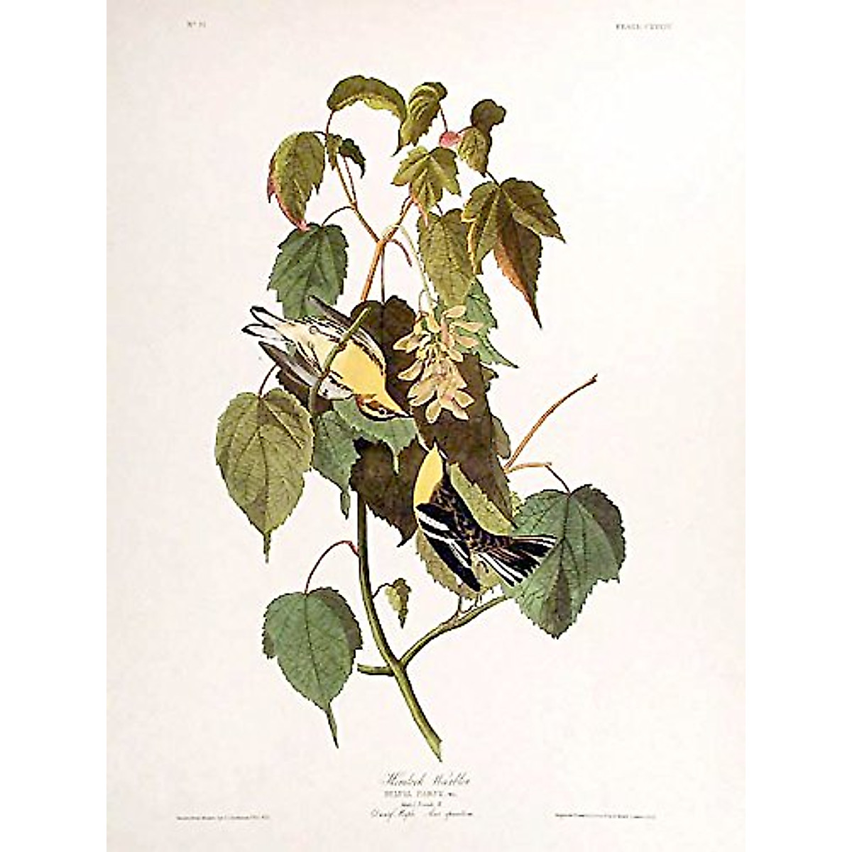 Hemlock Warbler. From"The Birds of America" (Amsterdam Edition)