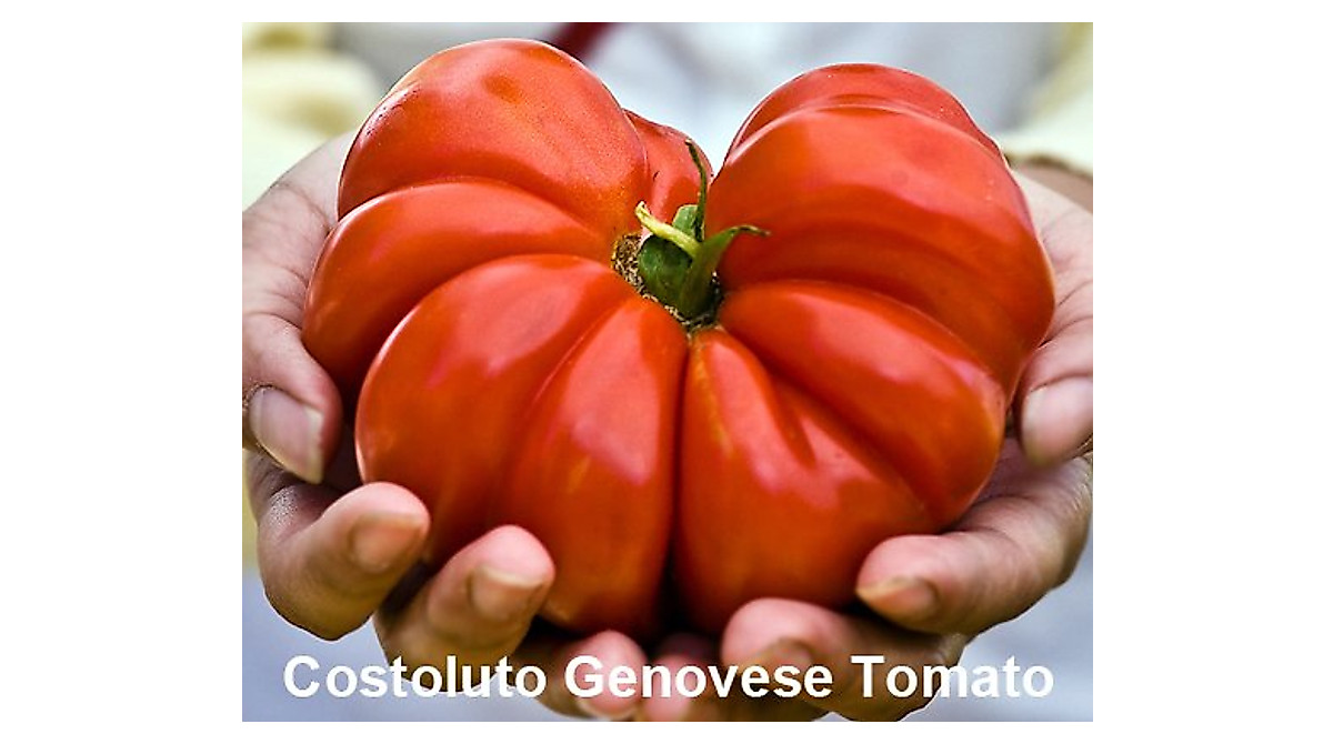 Giant Tomato Seeds - 19 Heirloom Varieties for Rich Harvest