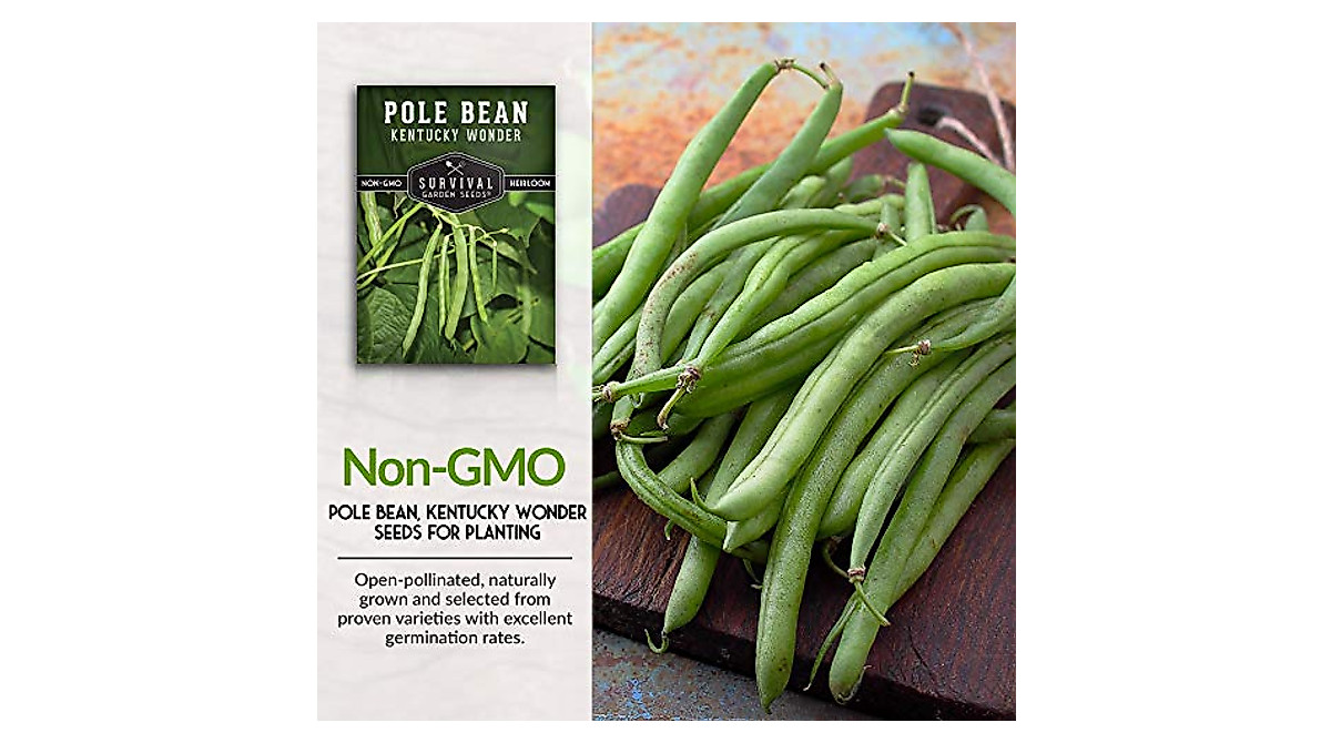 Survival Garden Seeds - Kentucky Wonder Pole Bean Seed for Planting ...