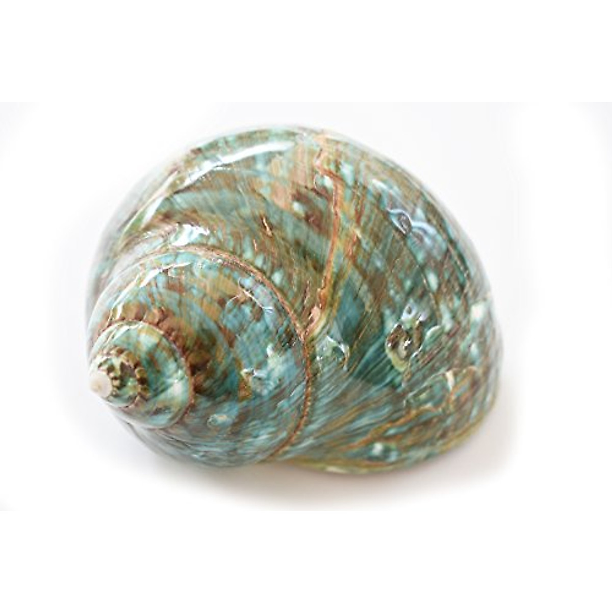 Extra Large Polished Jade Turbo (3" - 3 1/2") 1 1/2" Opening Beach Crafts Nautical Decor Large Hermit Crabs - Florida Shells and Gifts