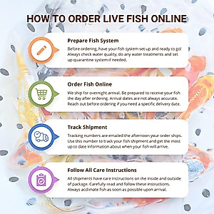 Toledo Goldfish Crayfish - Perfect for Ponds or Aquariums - 5 Count