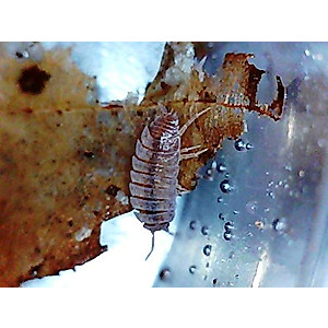 Dwarf Purple Isopods & Springtails, by Critters Direct