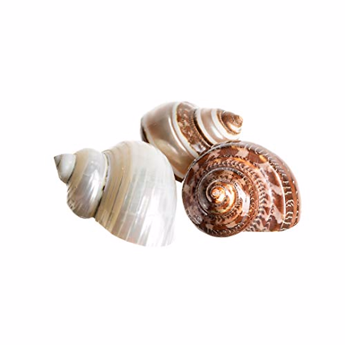 Hermit Crab Shells | Turbo Shells | 1 Brown, 1 Banded, and 1 White Pearlized Turbo Shells 1.75"-2" | Opening Size Approx. 1" | Hermit Crab House for Décor | Plus Free Nautical eBook by Joseph Rains