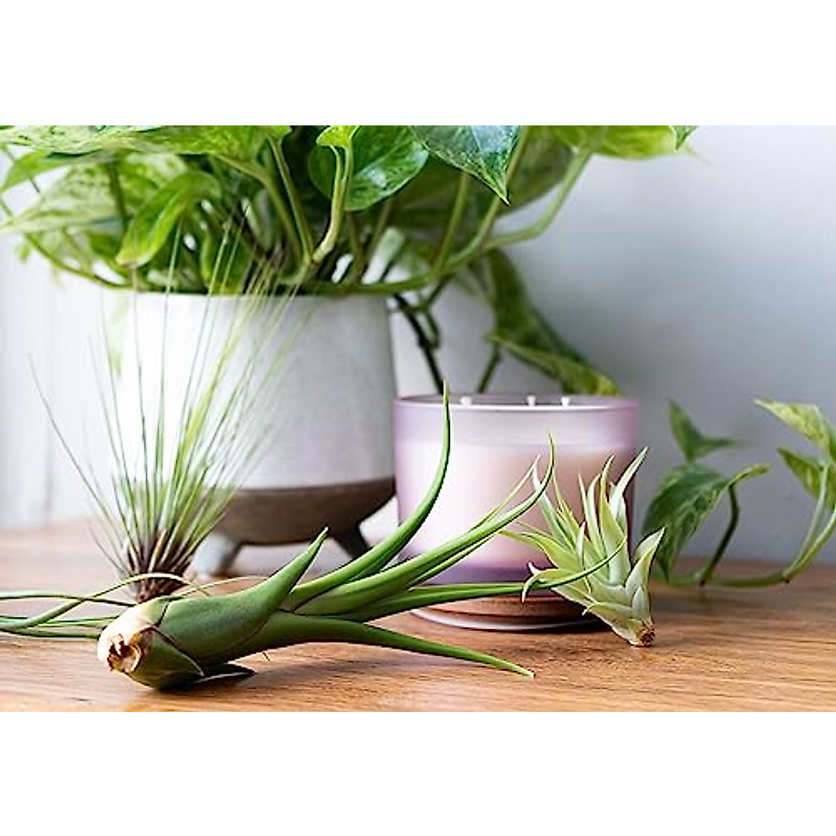 Air Plant Low Light House Plants Box (8PK) Tillandsia Air Plants Live Houseplants Live Indoor Plants Live Succulents Plants Live Terrarium Plants Live, Air Plant Holder Airplant Kit by Plants for Pets