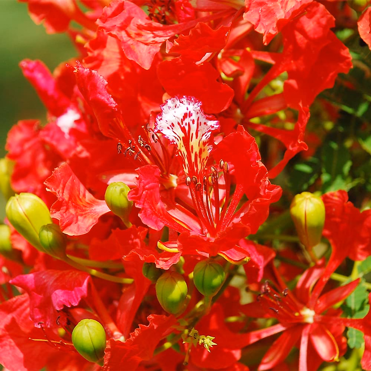 QAUZUY GARDEN 10 Flamboyant (Royal Poinciana) Delonix Regia Flame Tree Seeds, Non-GMO Heirloom Tree Seed, Striking Perennial Exotic Tropical Bonsai Accent Tree