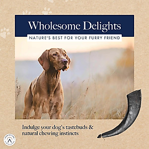 Hollings Buffalo Horn Dog chew Treat, Jumbo