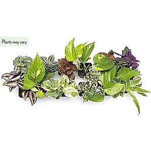 Altman Plants Live Houseplants (6PK), Indoor Plants for Delivery Prime, Live Plants and Gardening Gifts for Plant Lovers, Planters for Indoor Plants with Potting Soil, Live House Plants Indoors Live