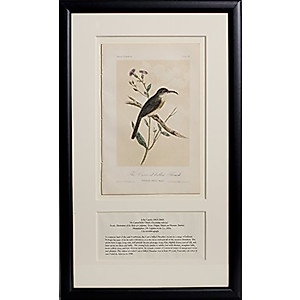 The Curved-billed Thrush