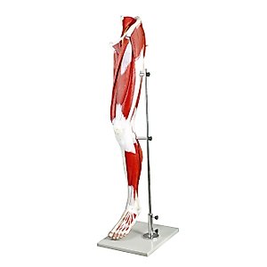 Jackson Global JS00098 Muscles of The Human Leg, 13 Parts | 64 Identifiable Structures