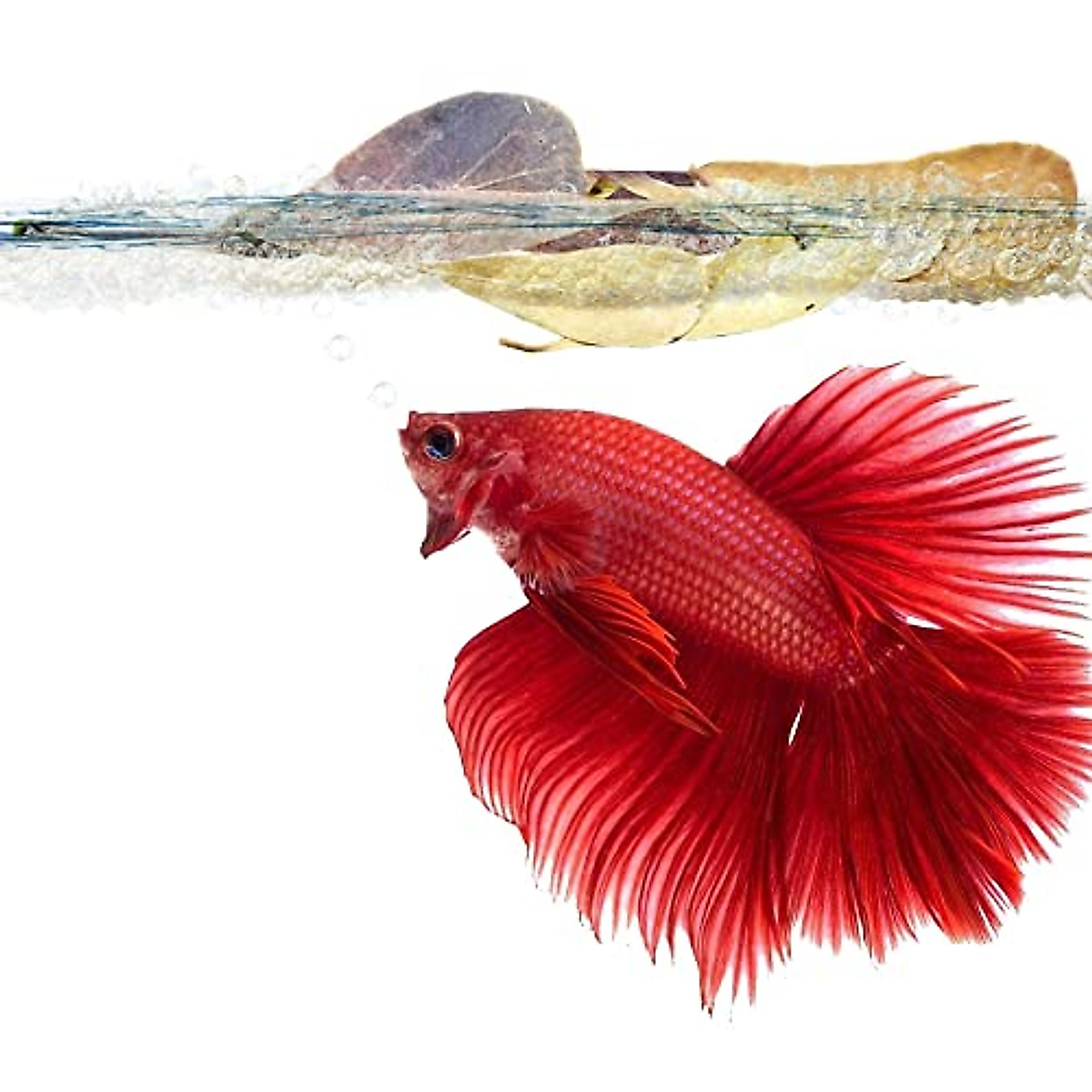 JOR Catappa Indian Almond Leaves, Fin Rot Treatment Betta Fish Water Conditioner Aquarium Leaves, Create Realistic River Habitat, Reduce Stress, Loved by Shrimp & Tropical Fish