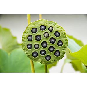 15 Lotus Seeds - Grow in Koi Ponds, Ponds, Grow in a Bowl as Bonsai - Water Lily Grow Very Easy - Ships from Iowa, USA