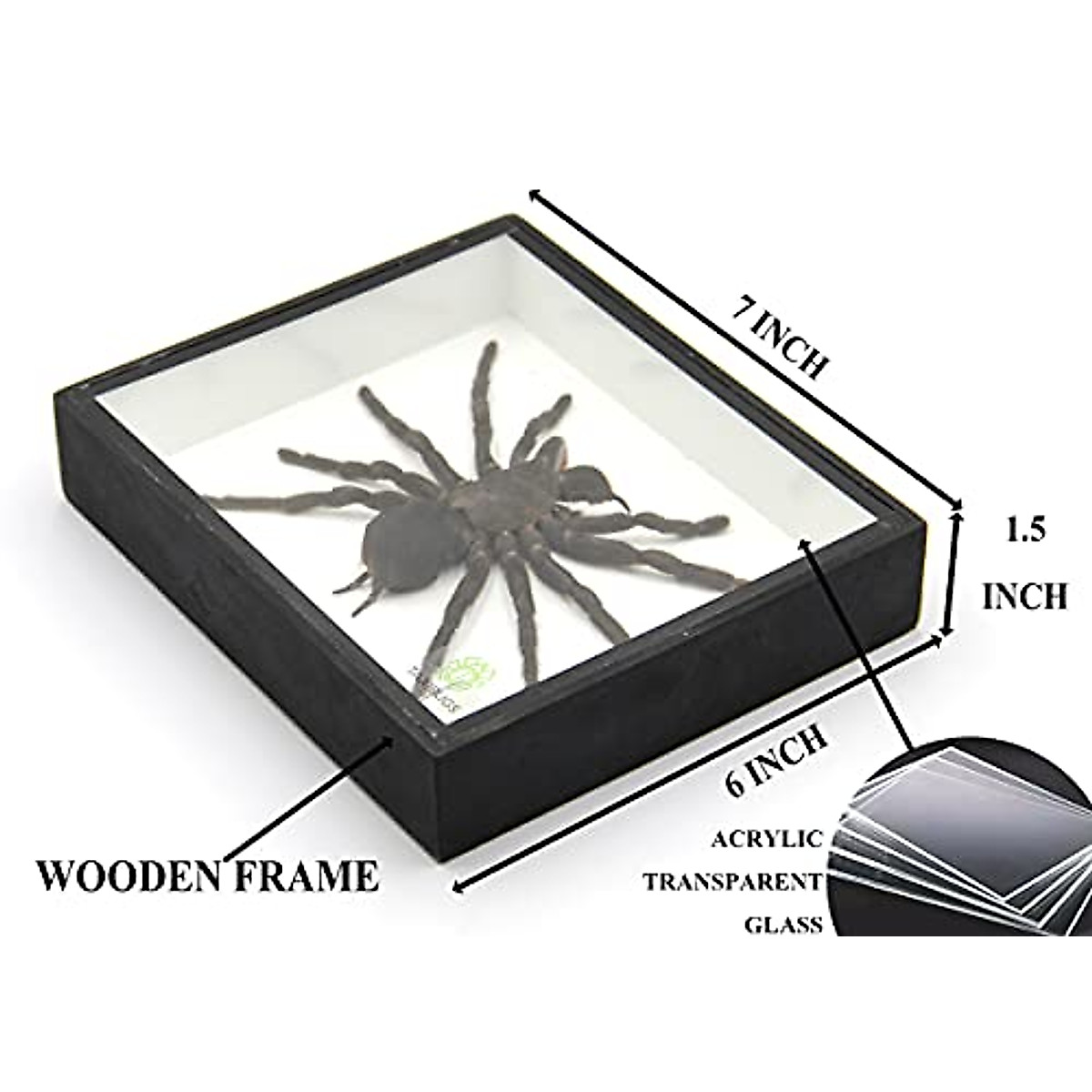 Real Giant Bird Eating Tarantula EURYPEIMA SPINCRUS Spider Taxidermy Transparent Boxed Display (Black Wooden Box)