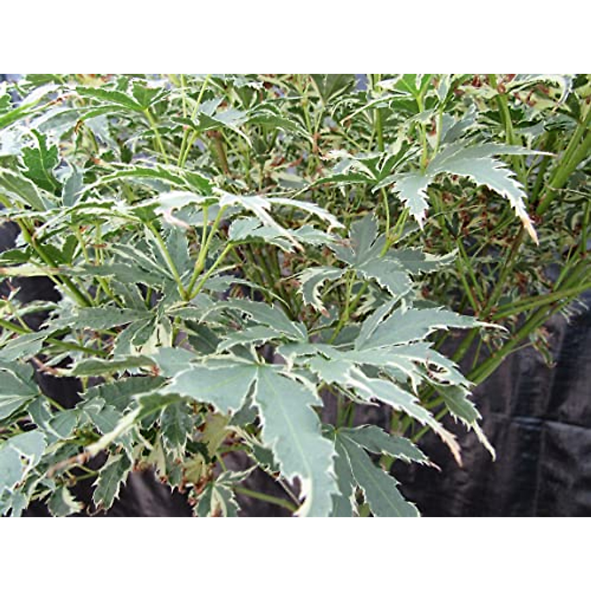 39 Year Old Japanese Butterfly Maple Specimen Bonsai Tree