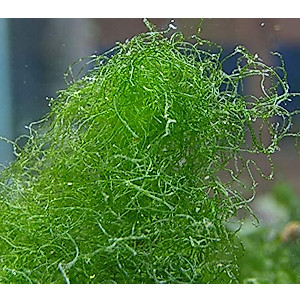 Generic Live Chaeto Chaetomorpha Macro Algae Reef Refugium Saltwater Plant Marine