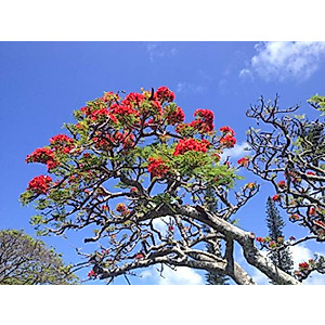 Red Flame Flamboyant Tree Seeds Royal Poinciana Delonix Regia U.S. Seller (10 Seeds)