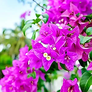 QAUZUY GARDEN 100 Purple Bougainvillea Seeds, Paperflower, Attract Pollinators, Fast-Growing Perennial Flowering Shrub Bush Tree Plant, Striking Showy Accent
