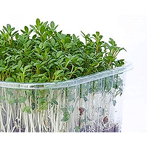 Cress Seed, Microgreen, Sprouting, 4 OZ, Non GMO - Country Creek Acres Brand - Cress Seed for Juicing, Food Storage, Gardening, Hydroponics, Growing Sprouts, Spice for Cooking